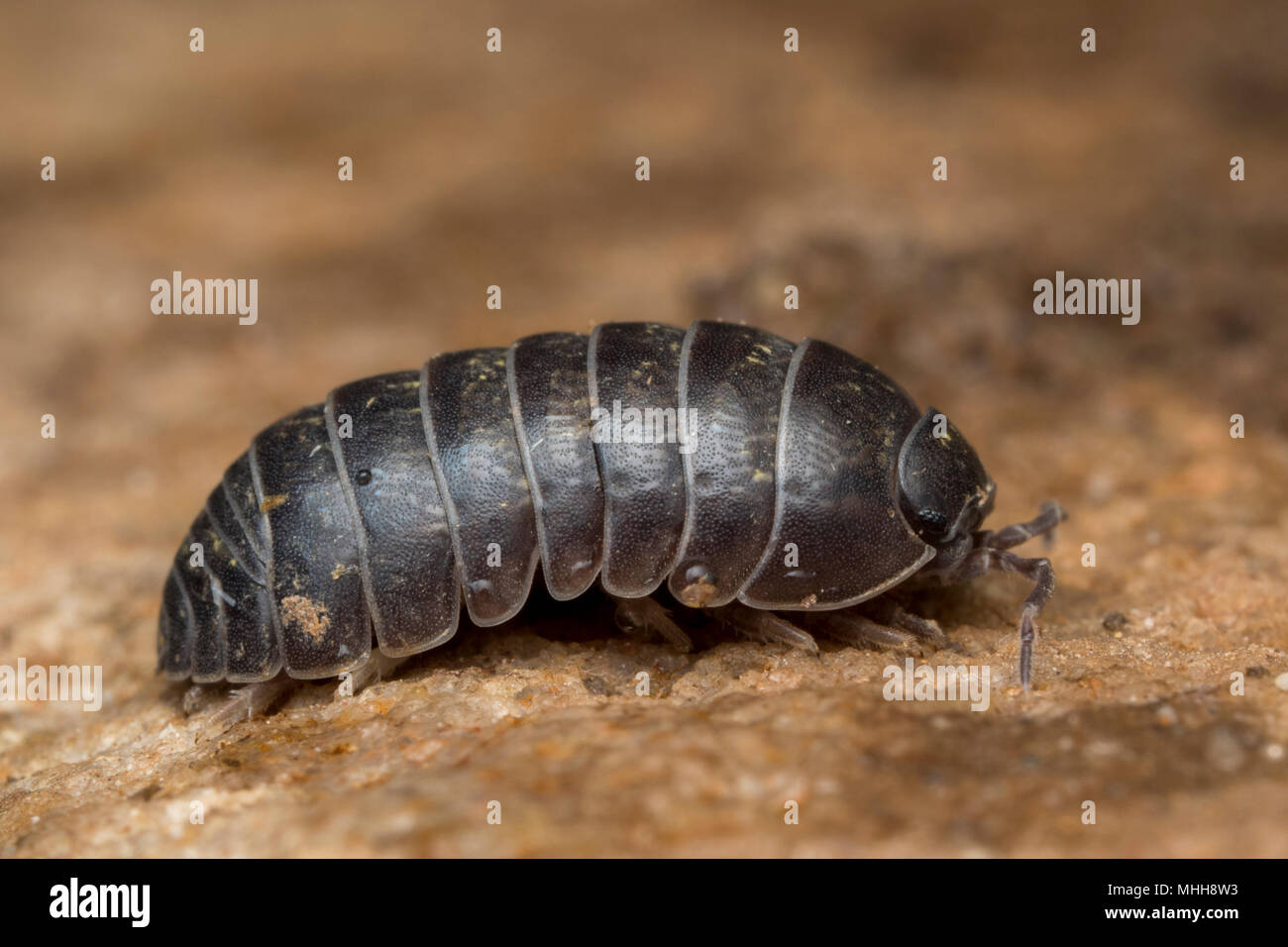 Pill Woodlouse (Armadillidium vulgare) under a rock. Tipperary, Ireland ...