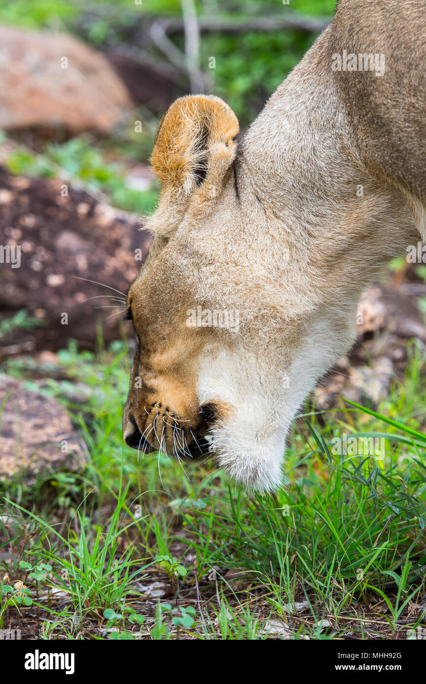 Close view of a lioness in Zimbabwe, Africa Stock Photo - Alamy