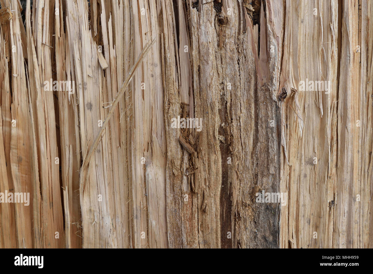 Cross section of a log Stock Photo - Alamy