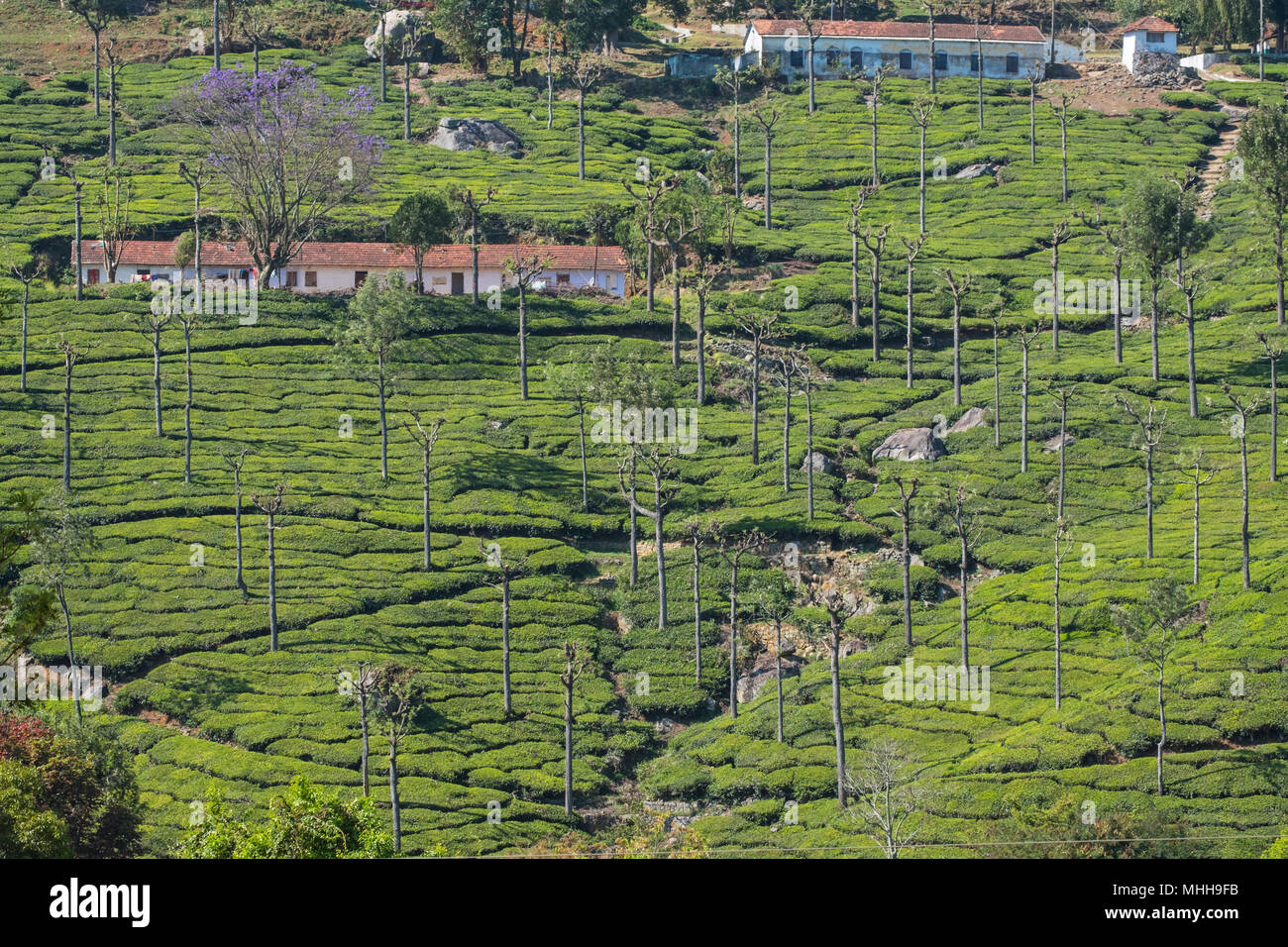 Silver Oak trees ( Grevillea robusta ) dominate the landscape in a tea ...