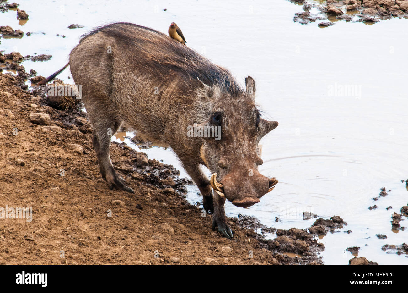 Wild boar goes near by the water Stock Photo - Alamy