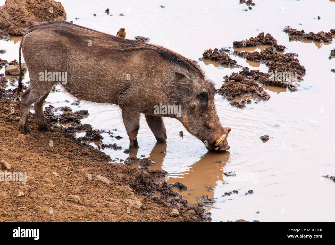 Boar drinks the water Stock Photo - Alamy