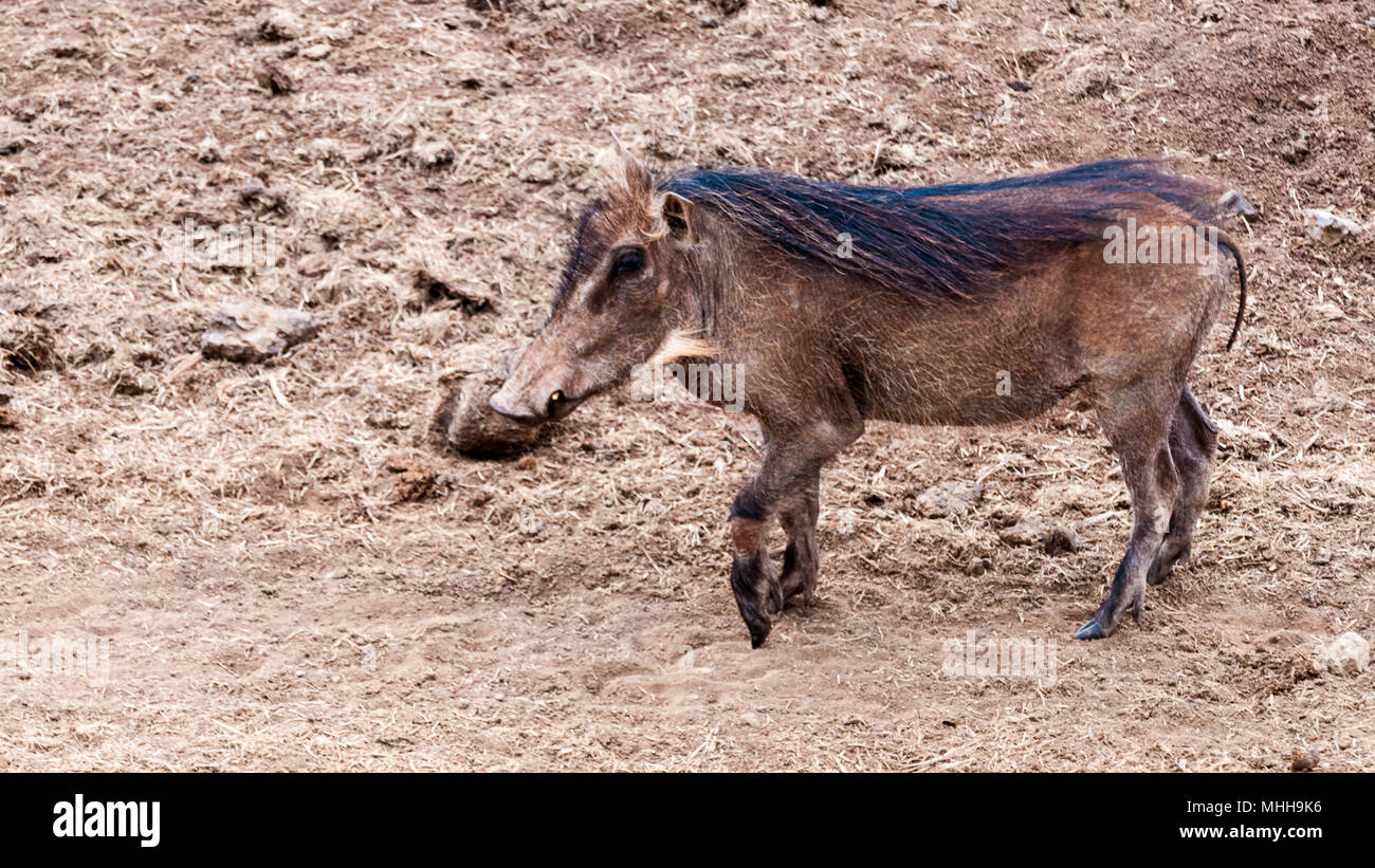 Portrait of a boar Stock Photo - Alamy