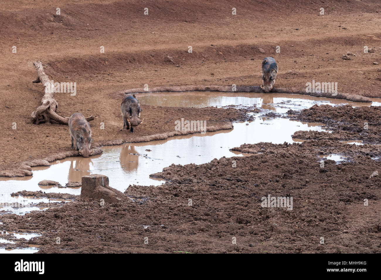 Two boar have a water break Stock Photo - Alamy