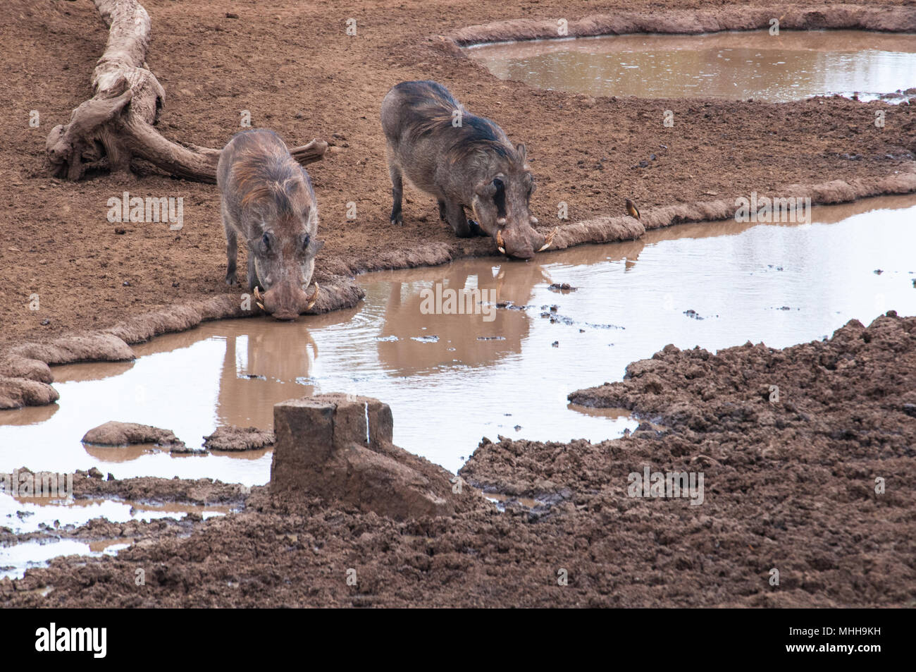 Two boar have a water break Stock Photo - Alamy