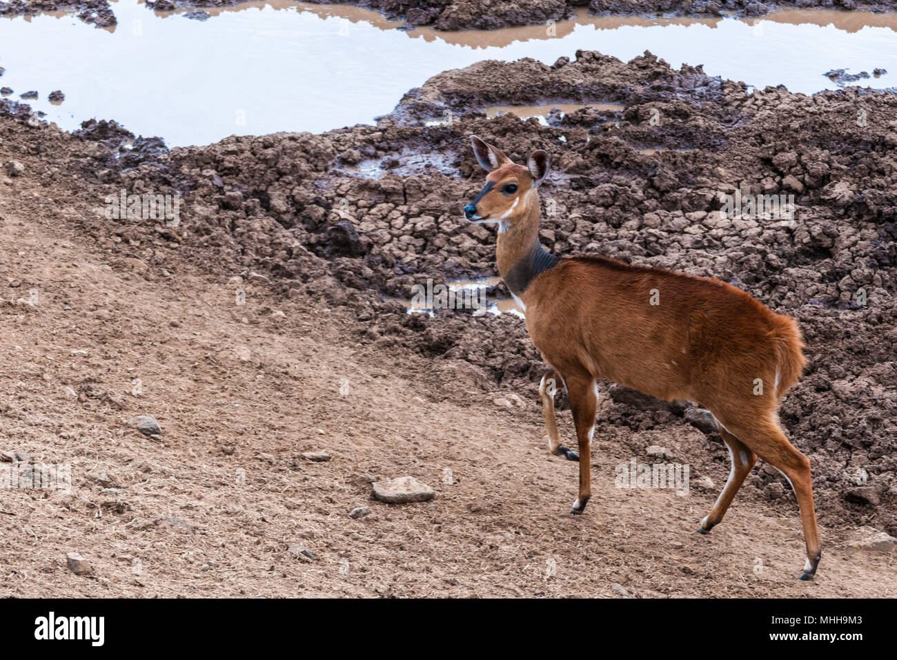 Little deer walks in Kenya Stock Photo - Alamy
