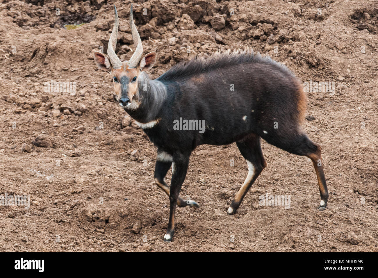 Kenyan antelope portrait Stock Photo - Alamy