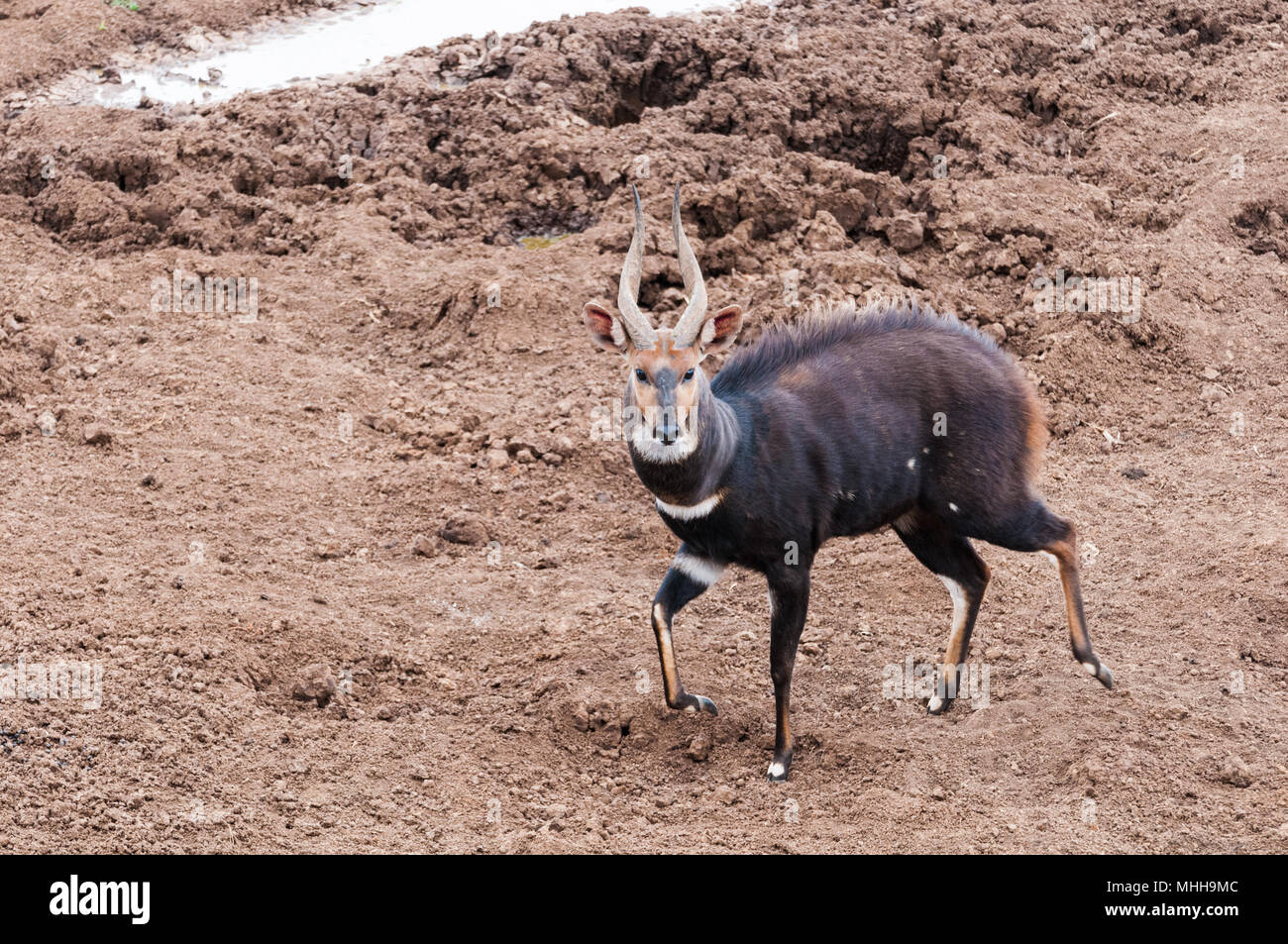 Kenyan antelope portrait Stock Photo - Alamy