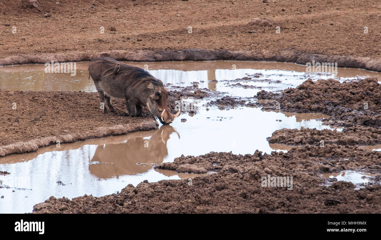 Boar has a water break Stock Photo - Alamy