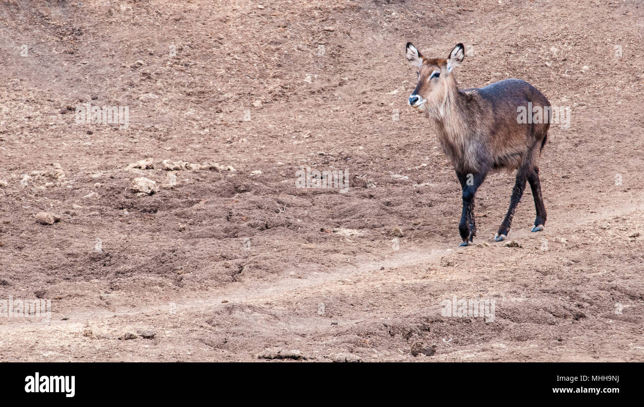 Small antelope in Kenya Stock Photo - Alamy