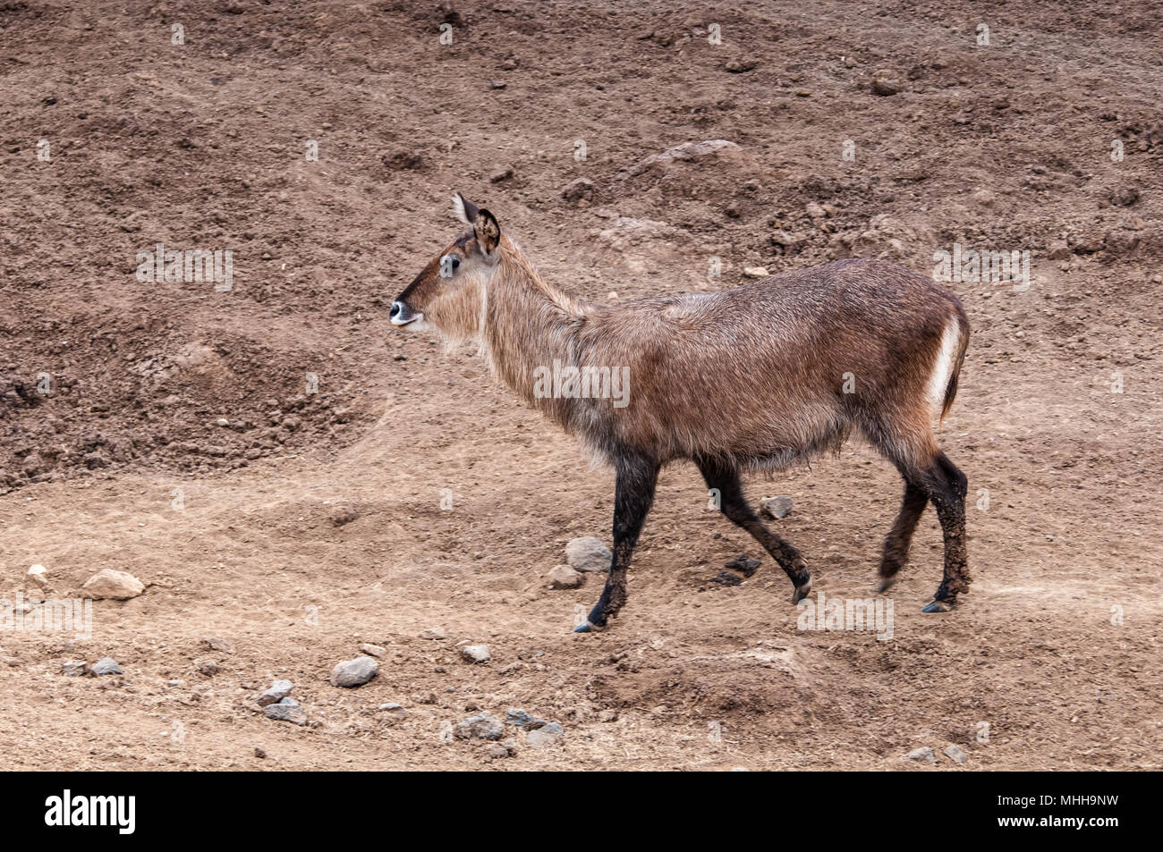 Small antelope in Kenya Stock Photo - Alamy