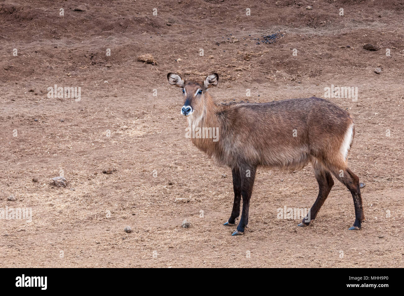 Small antelope in Kenya Stock Photo - Alamy