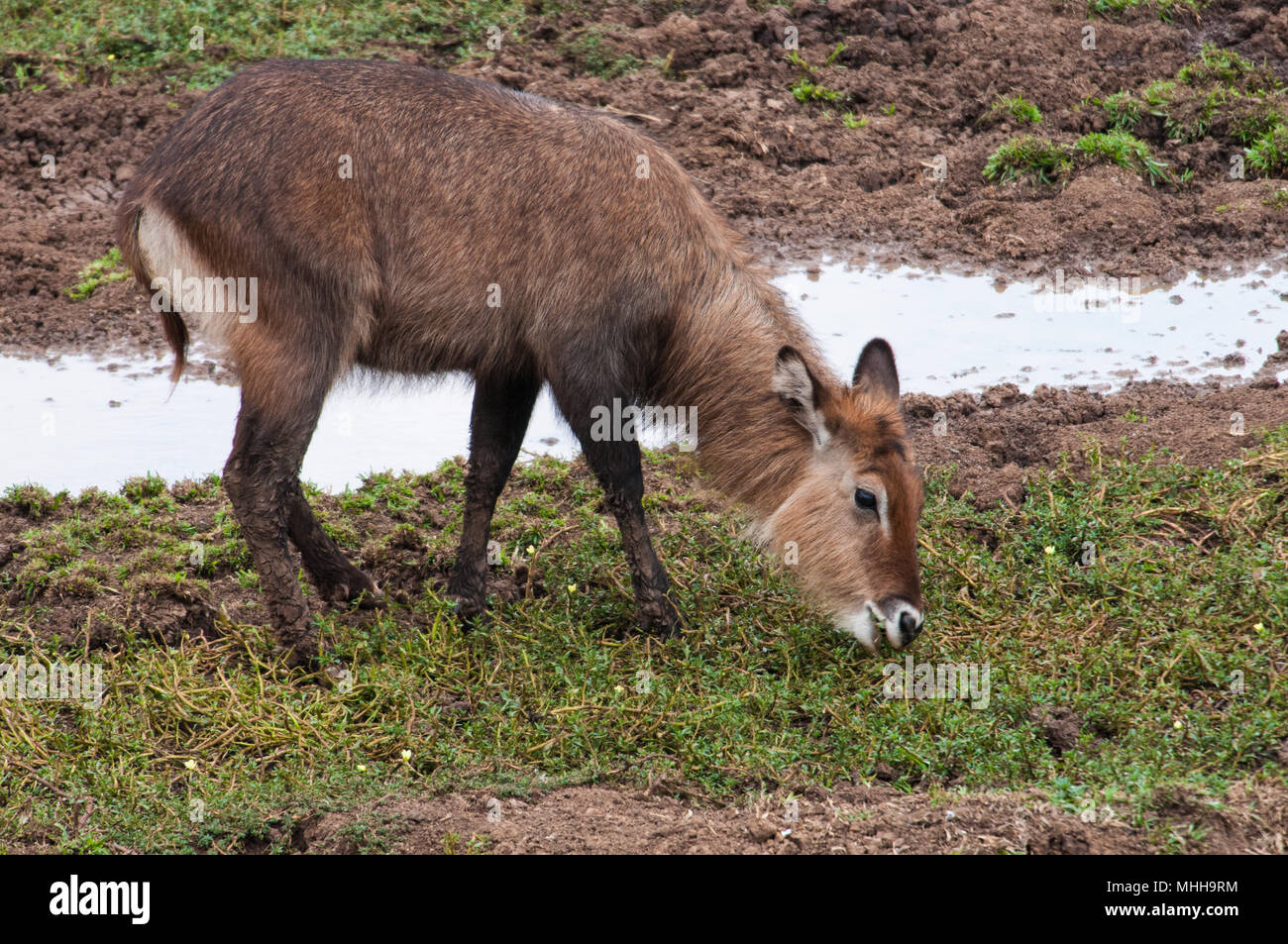 Antelope eats grass Stock Photo - Alamy