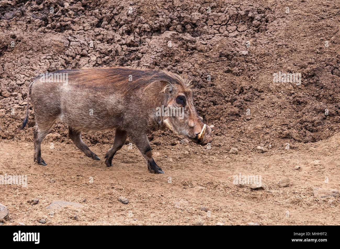Wild boar walks in Kenya Stock Photo - Alamy