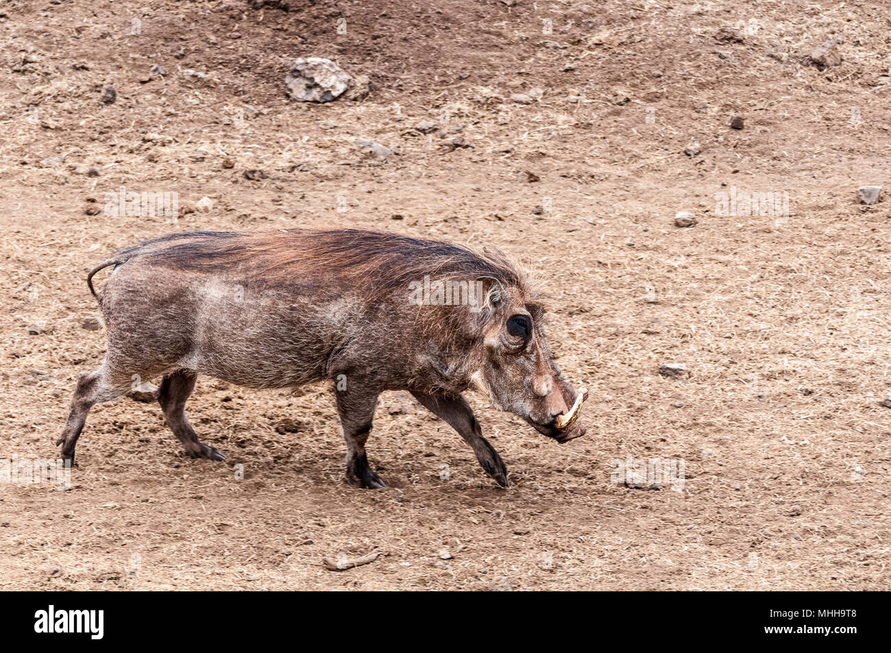 Alone wild boar in desert Stock Photo - Alamy
