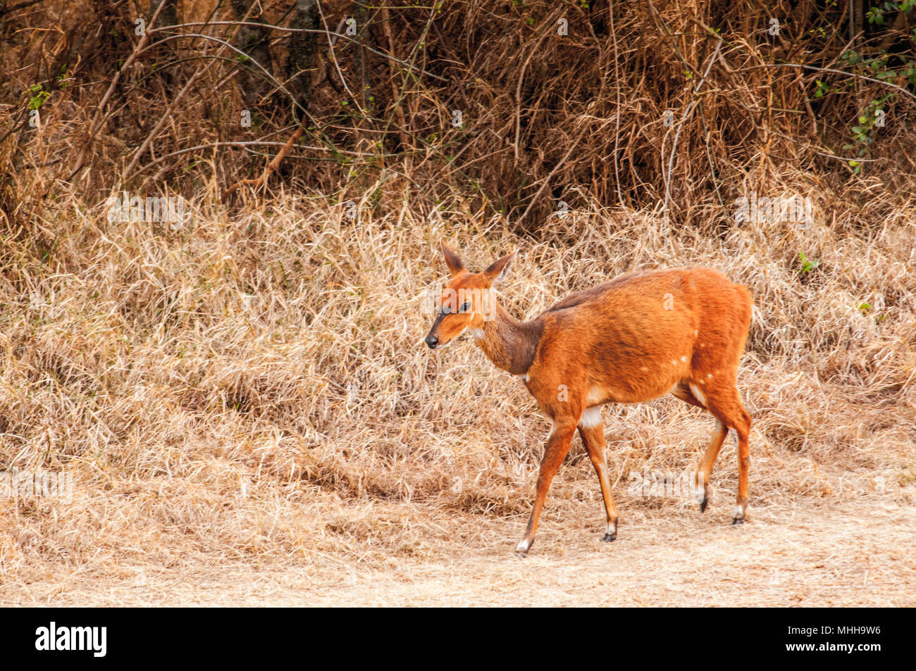 Deer runs in Kenya Stock Photo - Alamy