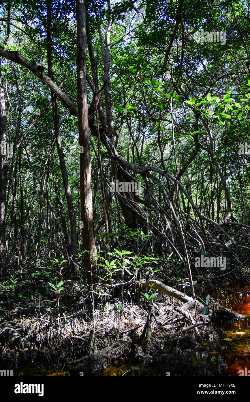 Mangrove swamp yucatan mexico hi-res stock photography and images - Alamy