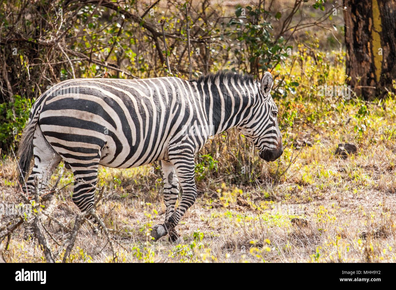 Zebra runs in Kenya Stock Photo - Alamy