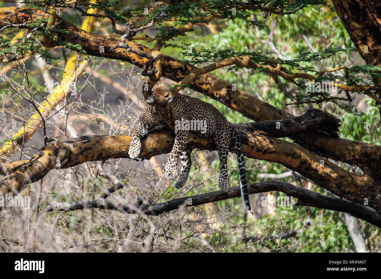 Leopard on the tree in Kenya Stock Photo - Alamy