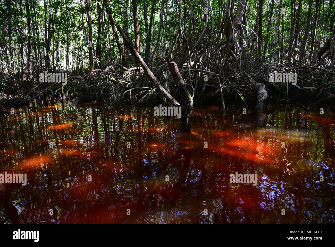 Mangrove swamp yucatan mexico hi-res stock photography and images - Alamy