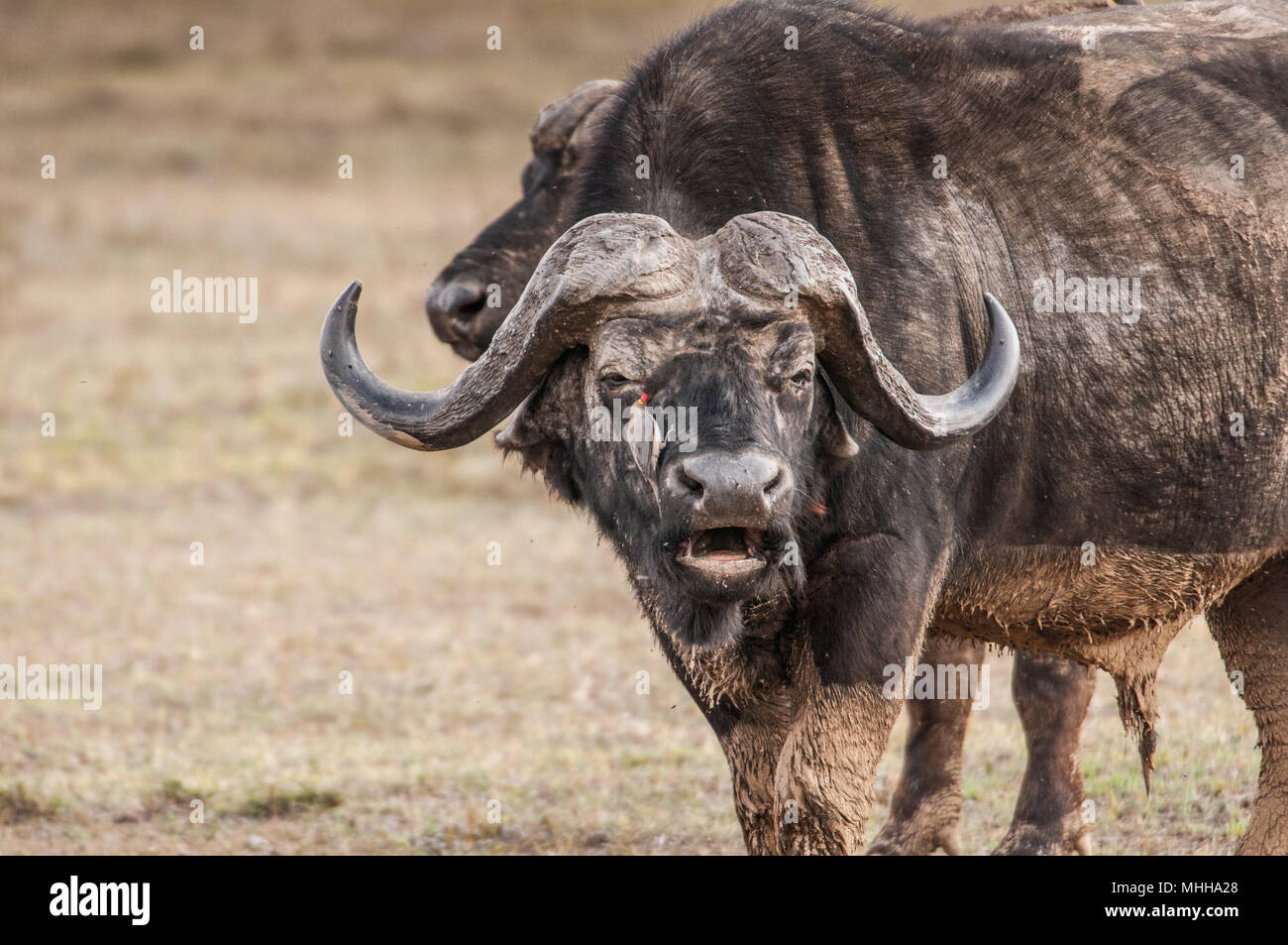 African buffalo in Kenya Stock Photo - Alamy