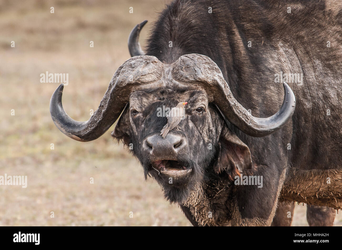 African buffalo in Kenya Stock Photo - Alamy