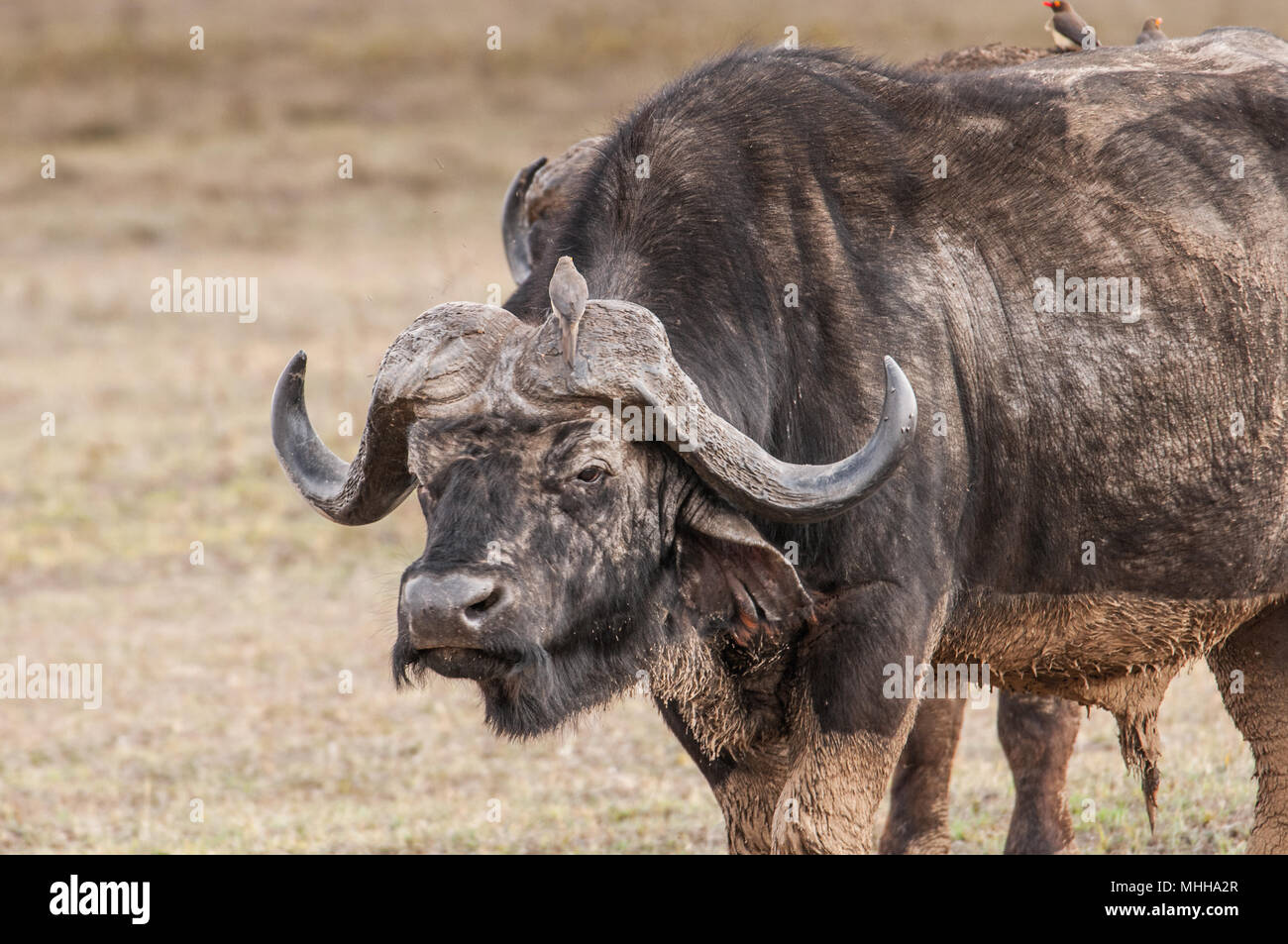 African buffalo in Kenya Stock Photo - Alamy