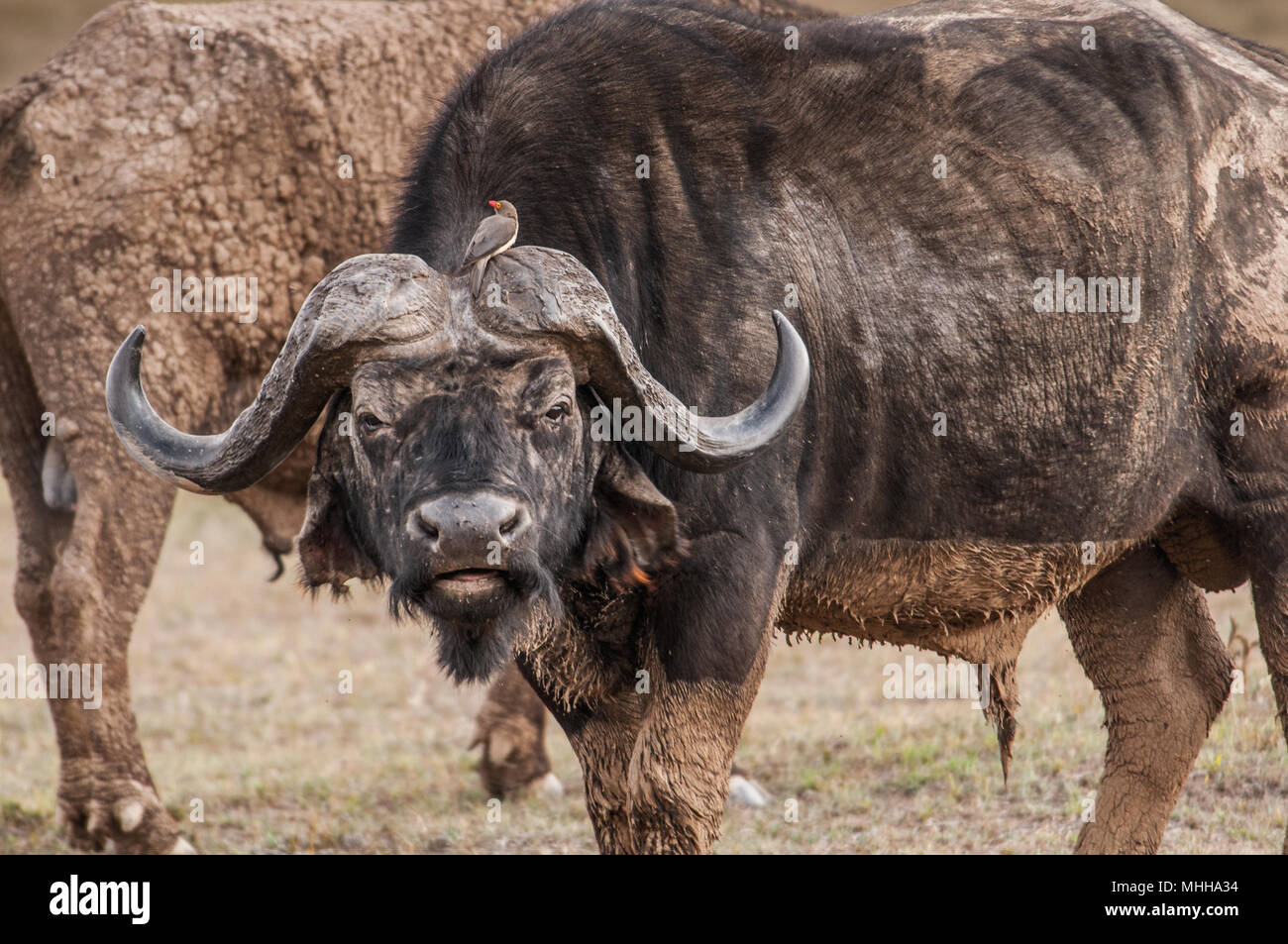 African buffalo in Kenya Stock Photo - Alamy