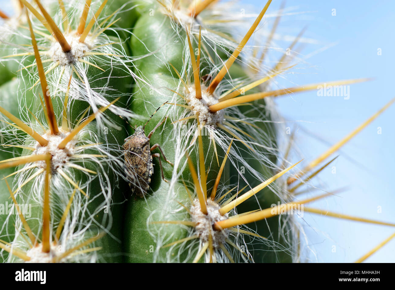 Stink bug on a cactus , close up of a bug Stock Photo - Alamy