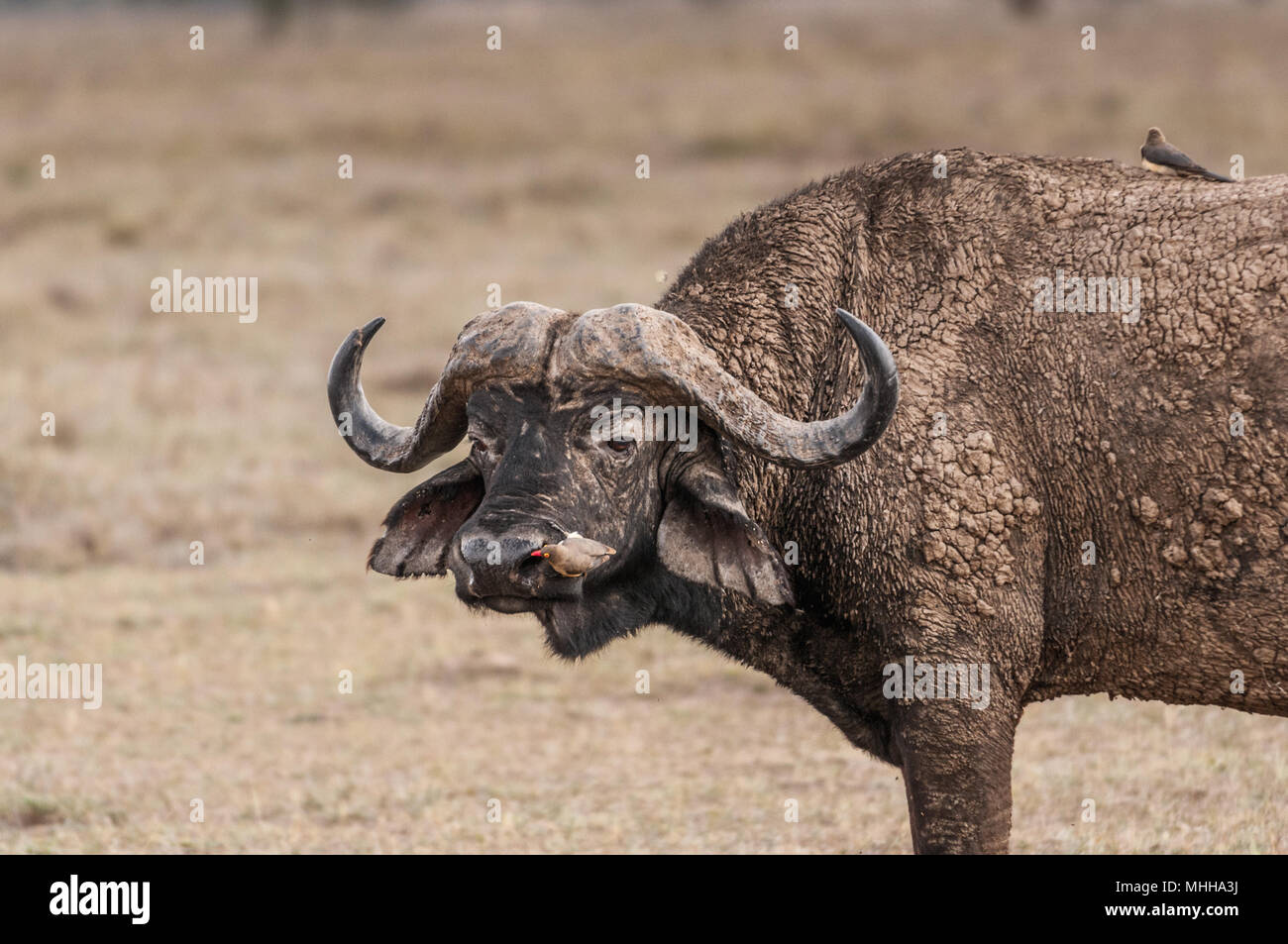 African buffalo in Kenya Stock Photo - Alamy
