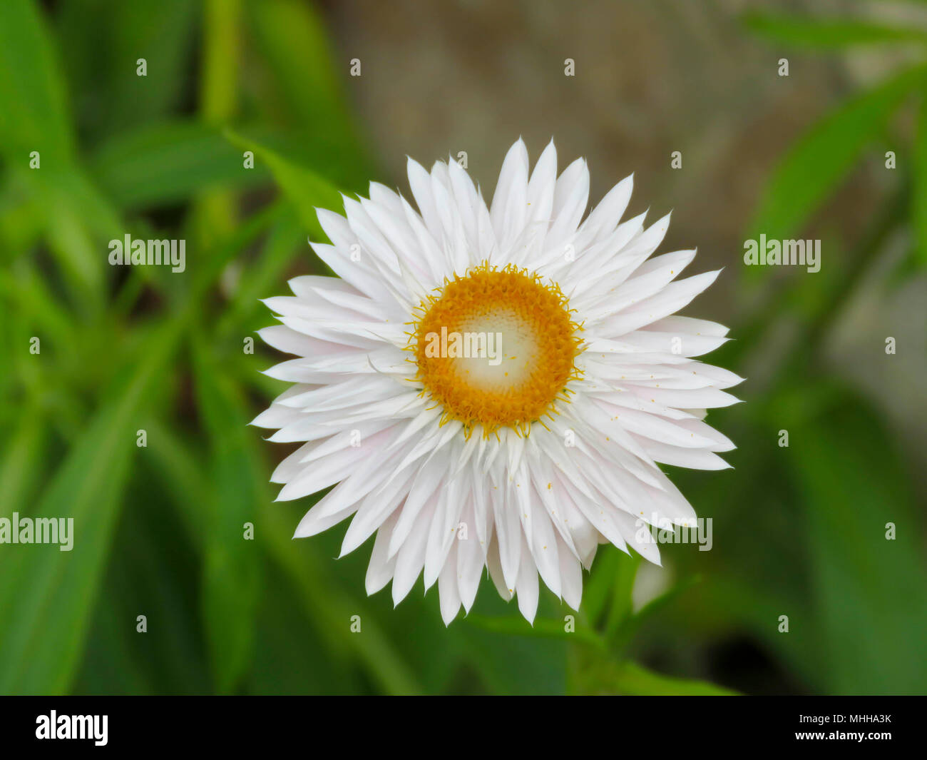 Everlasting flower / straw flower (helichrysum bracteatum) growing the ...