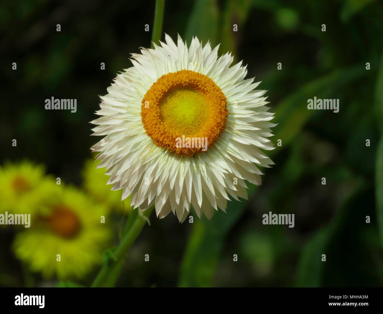 Everlasting flower / straw flower (helichrysum bracteatum) growing the ...