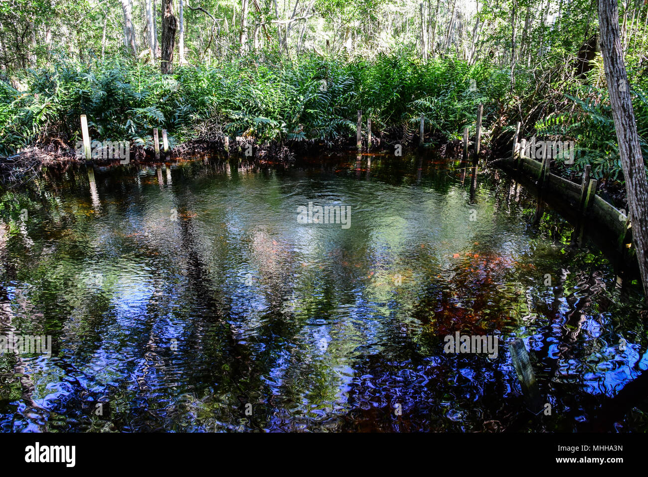 Mangrove swamp yucatan mexico hi-res stock photography and images - Alamy