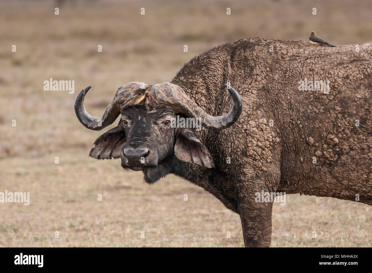 African buffalo in Kenya Stock Photo - Alamy