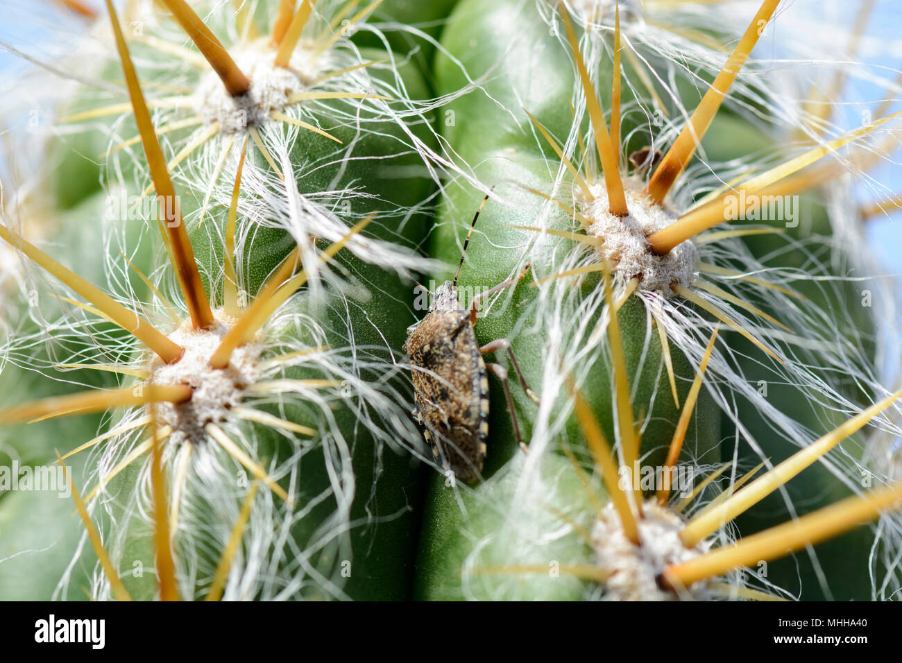 Stink bug on a cactus , close up of a bug Stock Photo - Alamy