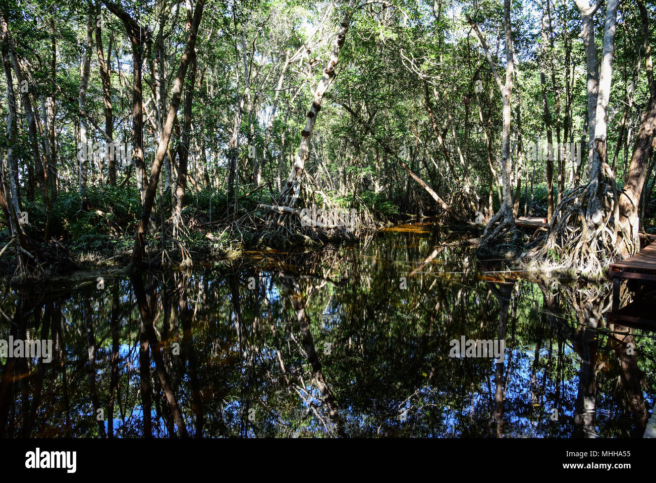 Mangrove swamp yucatan mexico hi-res stock photography and images - Alamy