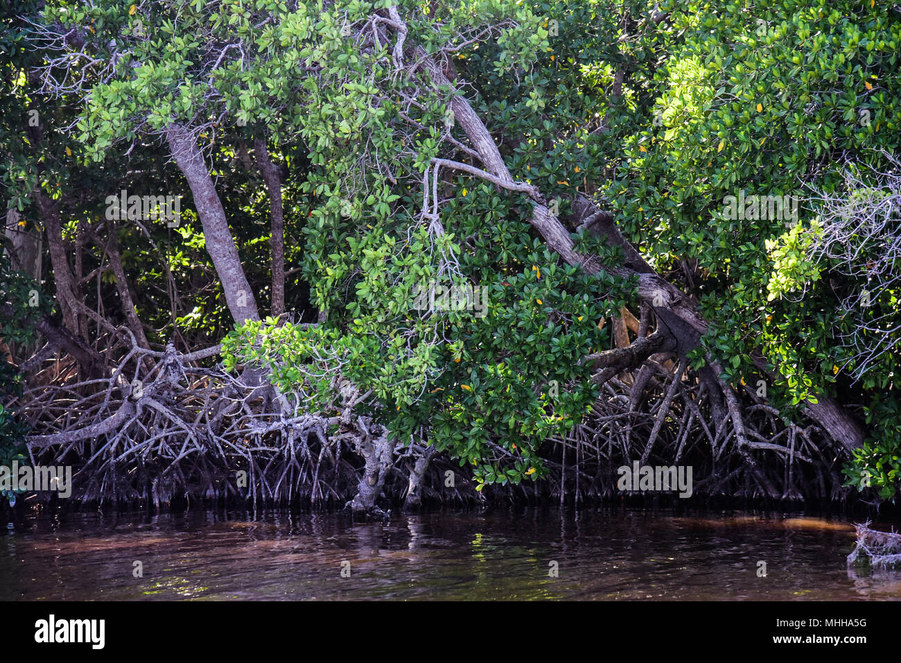 Mangrove swamp yucatan mexico hi-res stock photography and images - Alamy