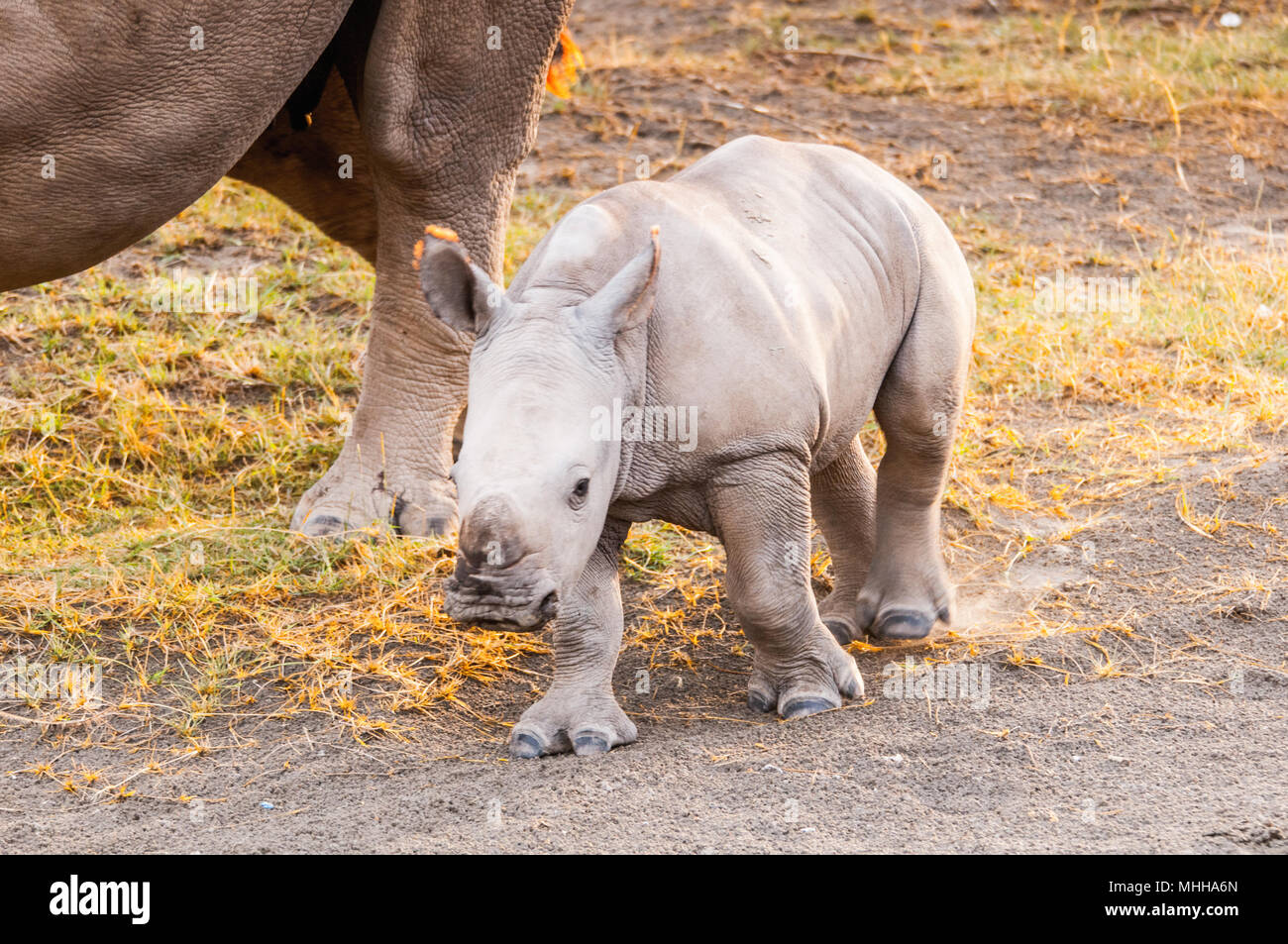 Little baby of white rhinoceros in Kenya, Africa Stock Photo - Alamy