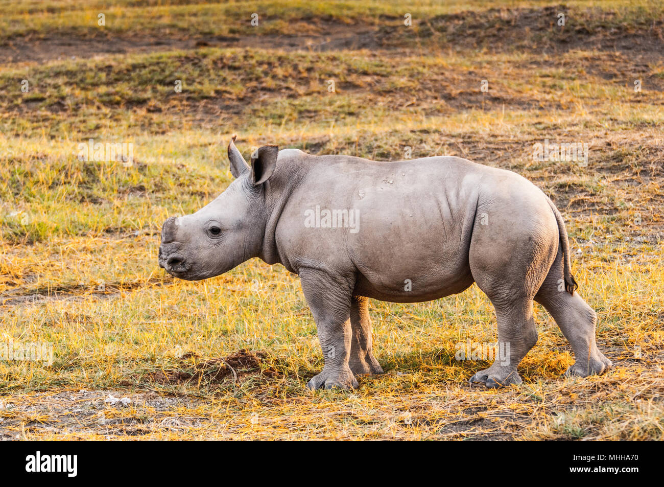 Little baby of rhinoceros in Kenya, Africa Stock Photo - Alamy