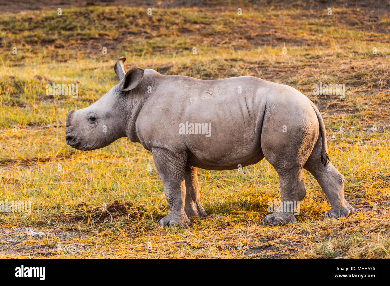 Little baby of rhinoceros in Kenya, Africa Stock Photo - Alamy