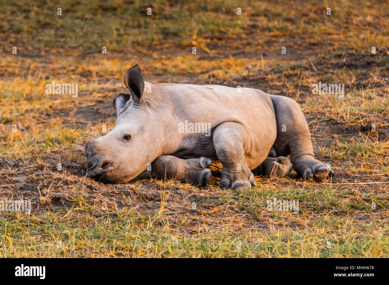 Little baby of rhinoceros in Kenya, Africa Stock Photo - Alamy