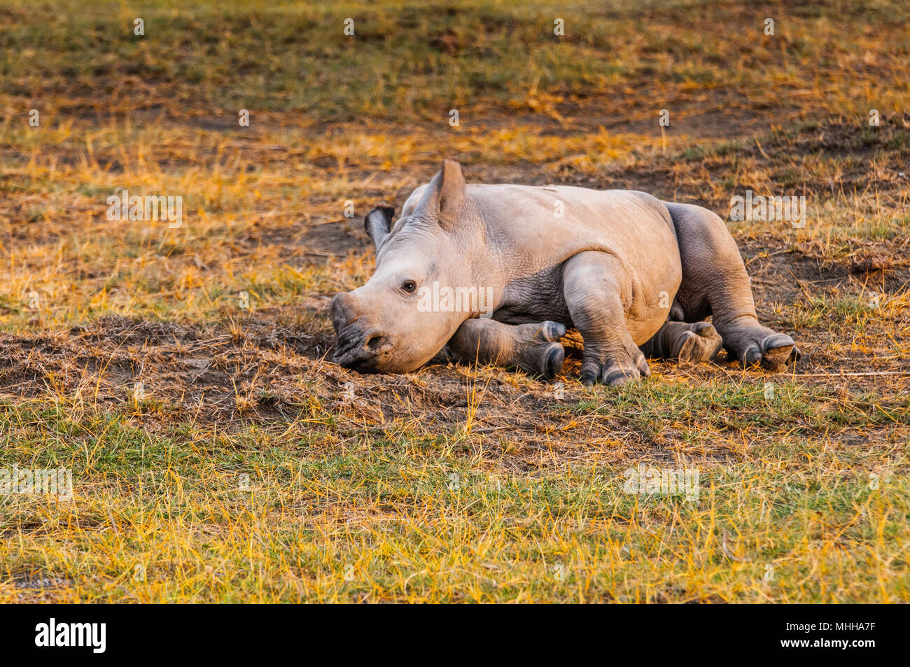 Little baby of rhinoceros in Kenya, Africa Stock Photo - Alamy