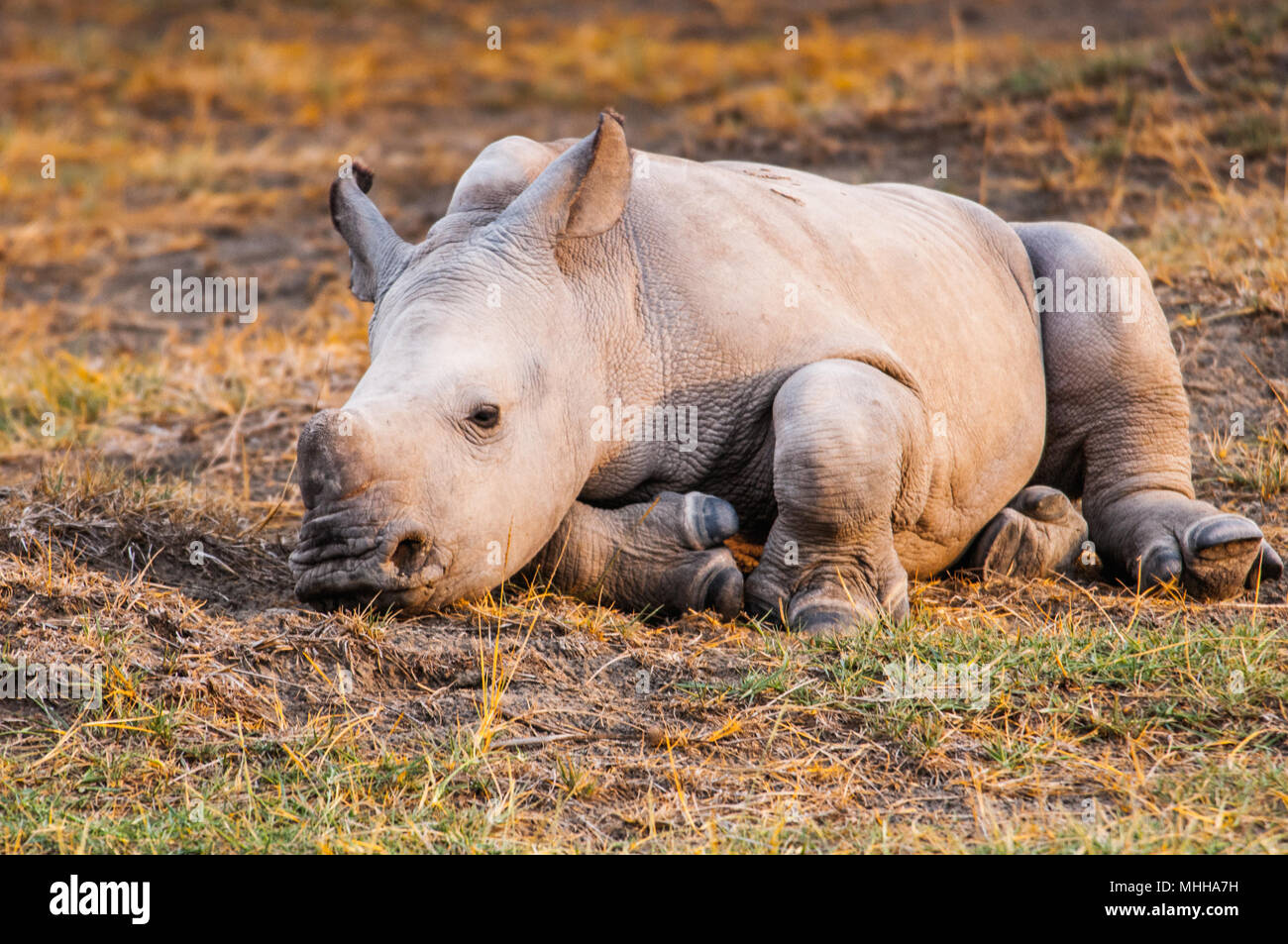 Little baby of rhinoceros in Kenya, Africa Stock Photo - Alamy