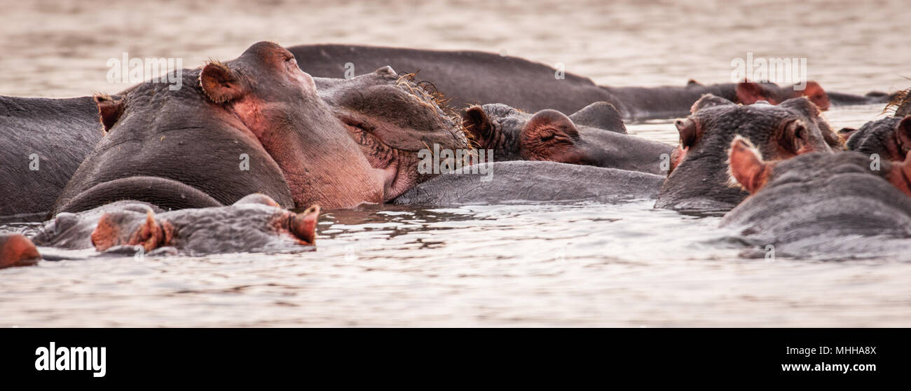 Group of hippos in the water in Kenya, Africa Stock Photo - Alamy