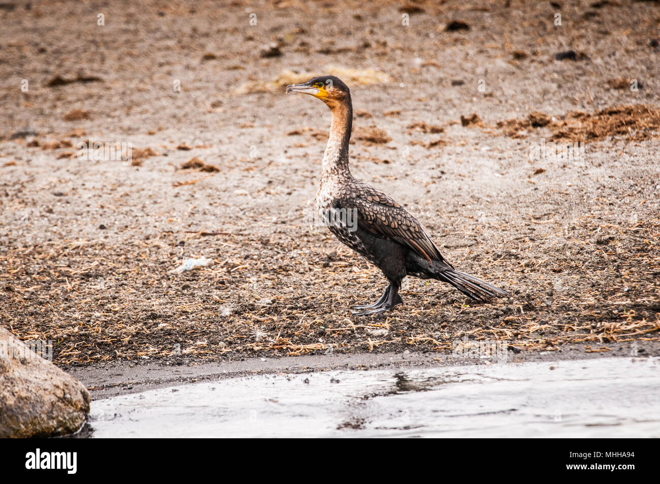 Bird at the lake Stock Photo - Alamy