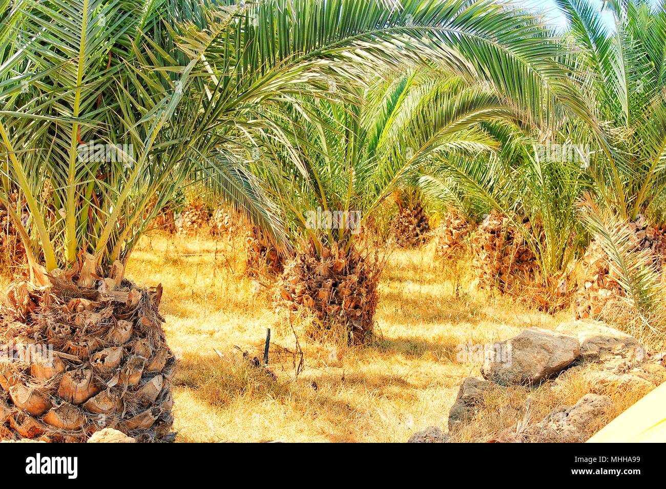 pineapple trees in the tropics, a pineapple plantation Stock Photo - Alamy