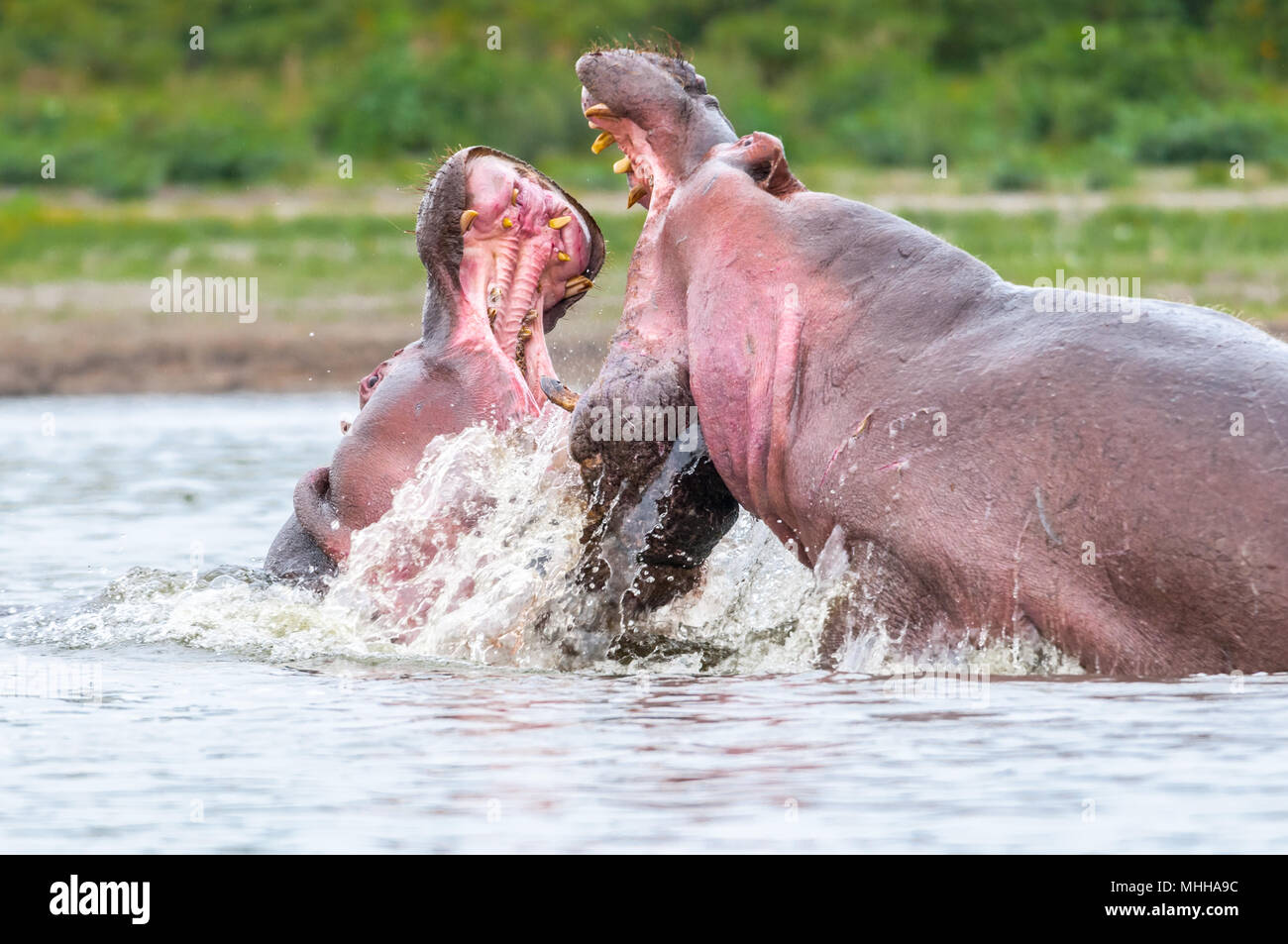 Two hippopotamus fight in the water of Kenya Stock Photo - Alamy