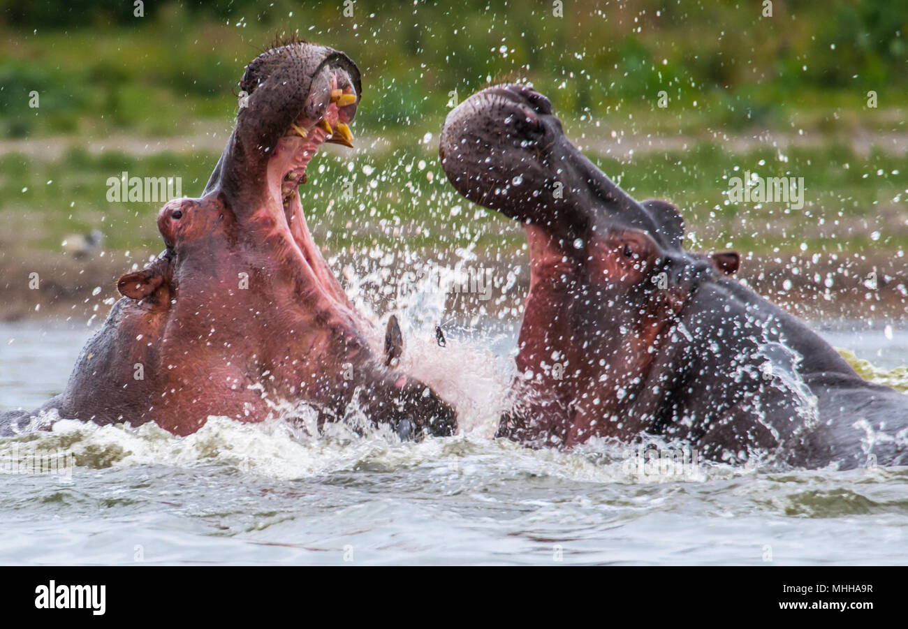 Two hippopotamus attack each other in the waters of Kenya Stock Photo ...