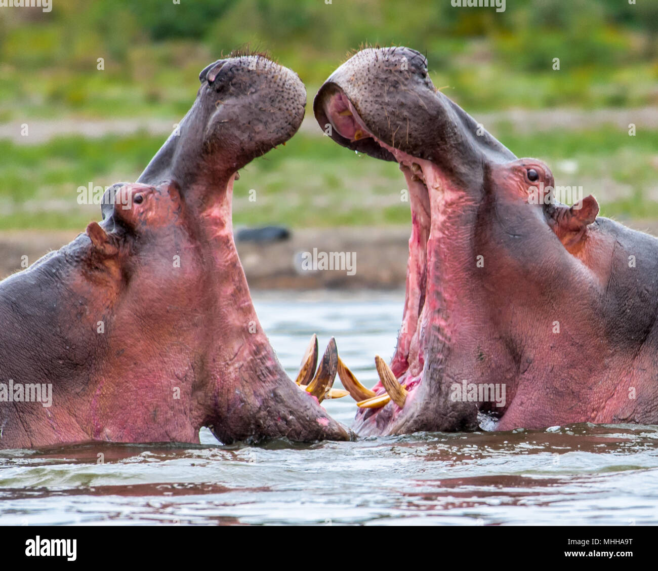 Hippos In Water Fighting