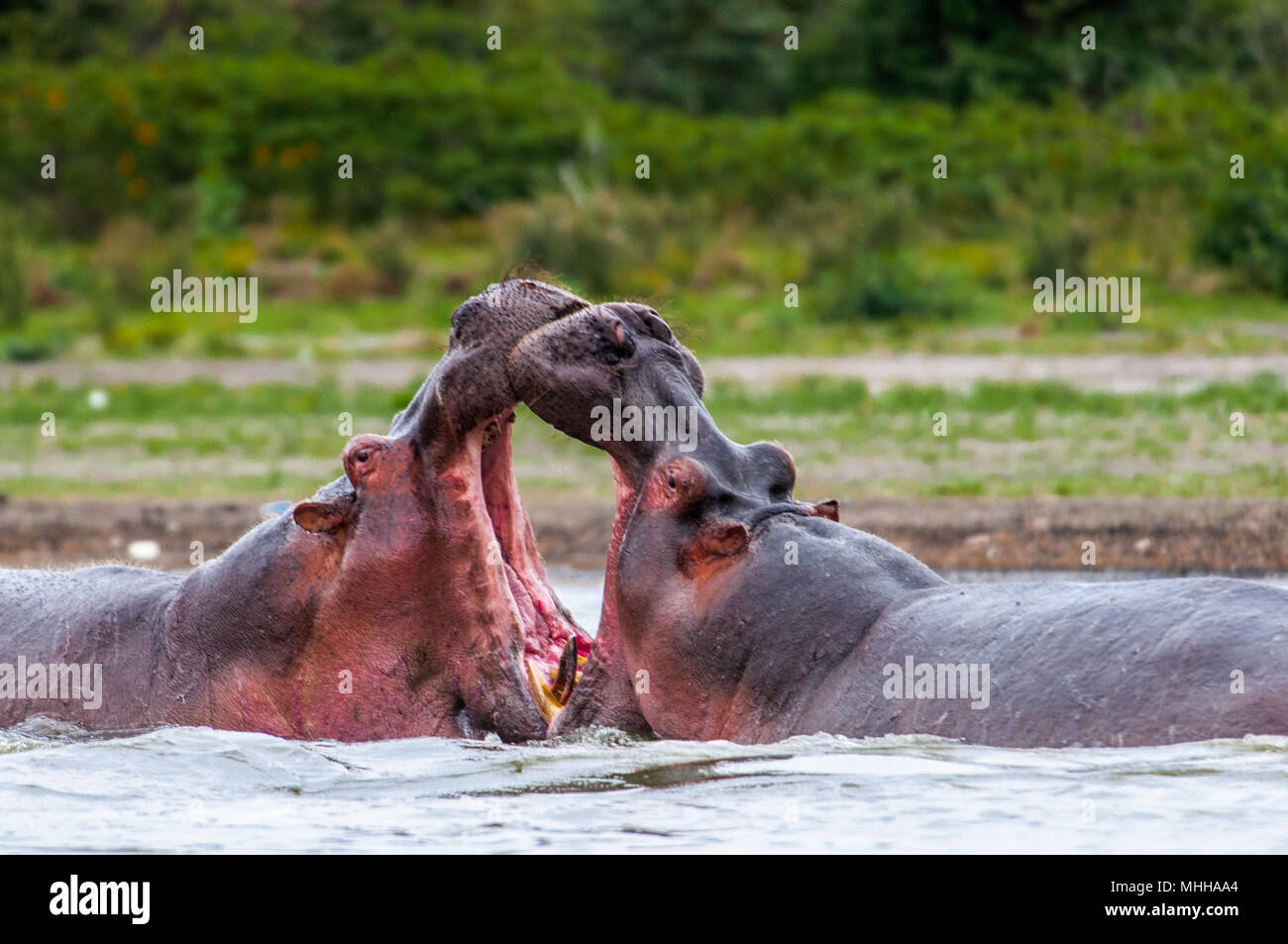 Two hippopotamus attack each other in the waters of Kenya Stock Photo ...